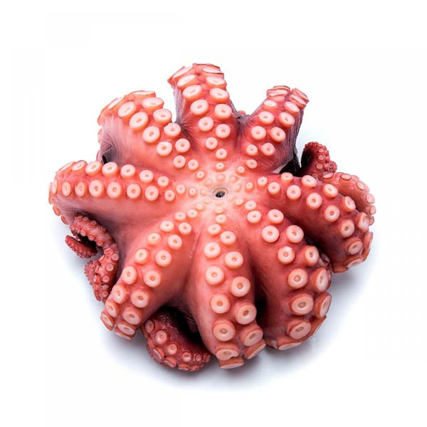 Tako Octopus (Whole) - Tanner's Alaskan Seafood